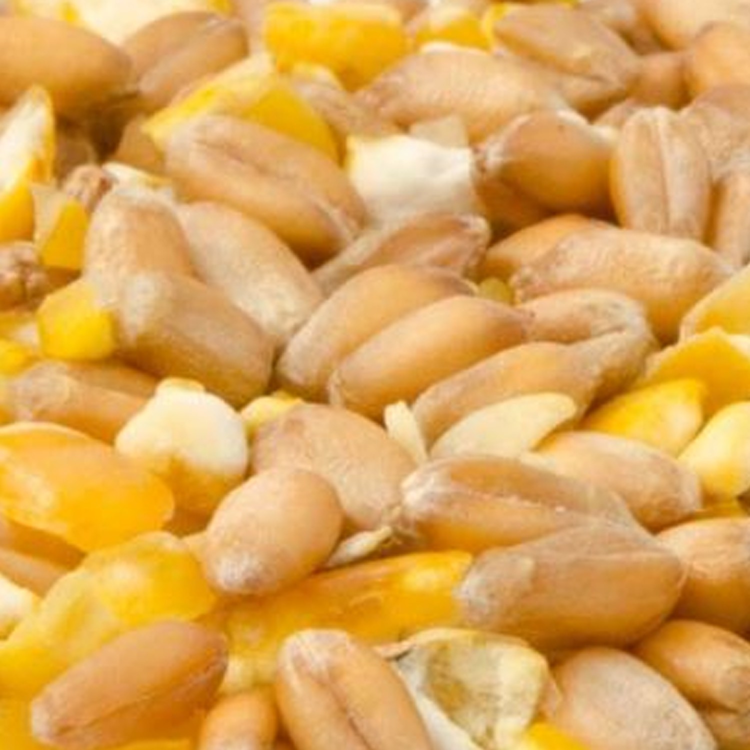 Wadswick Mixed Corn (20kg) - Wychanger Barton
