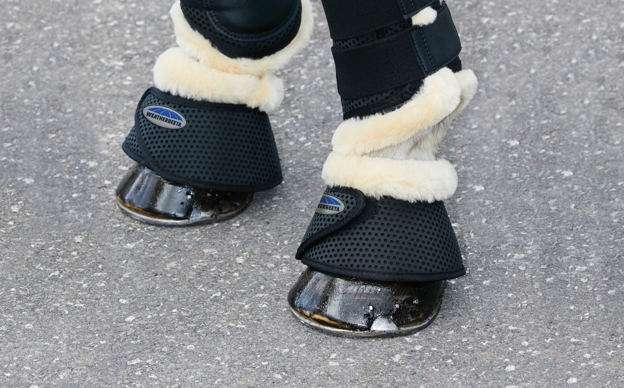 Weatherbeeta Pure Wool Trim Bell Boots (Black) - Wychanger Barton
