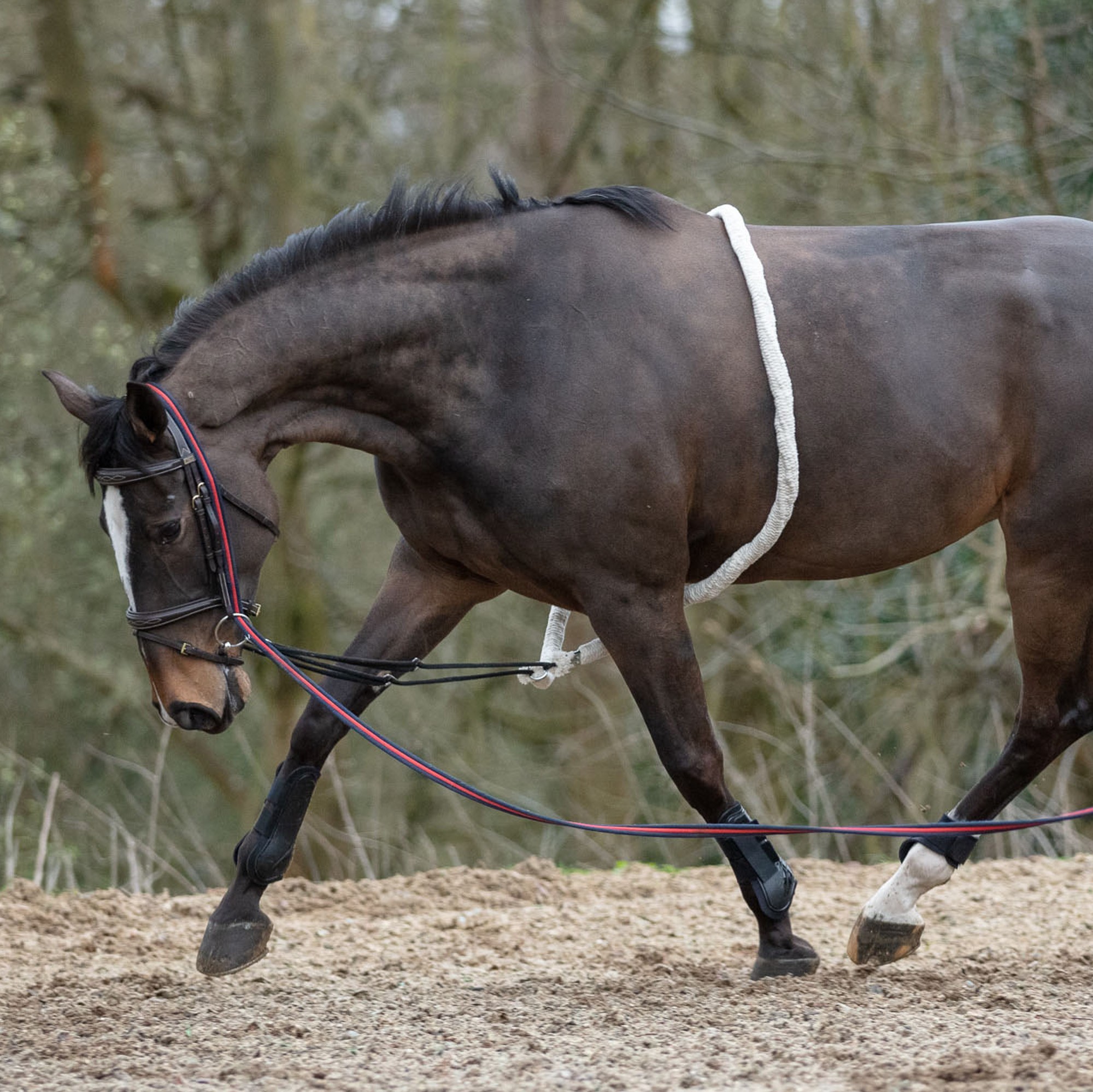Mark Todd Lunging Aid Cream - Wychanger Barton